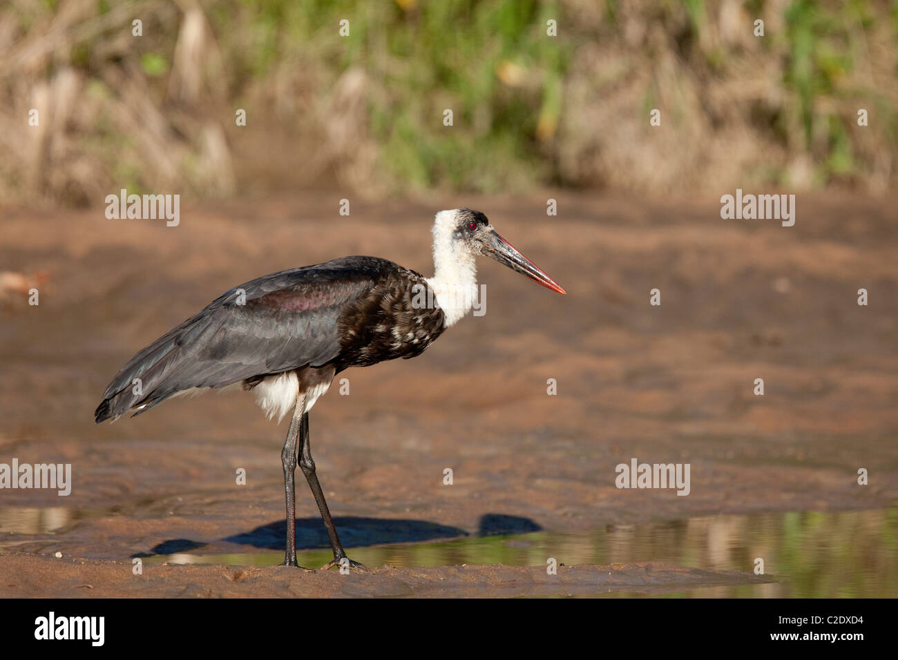 Woolly necked stork hi-res stock photography and images - Alamy