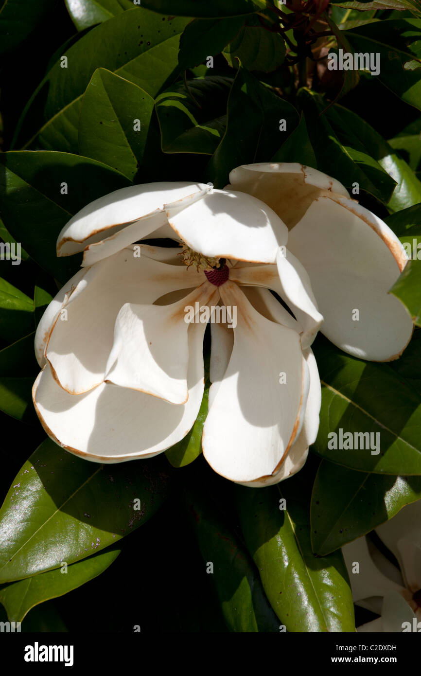 Detailed view of white magnolia flower on the tree Stock Photo - Alamy