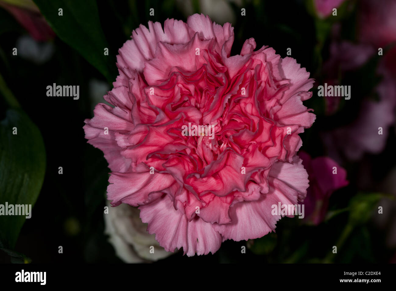 Single red carnation hi-res stock photography and images - Alamy
