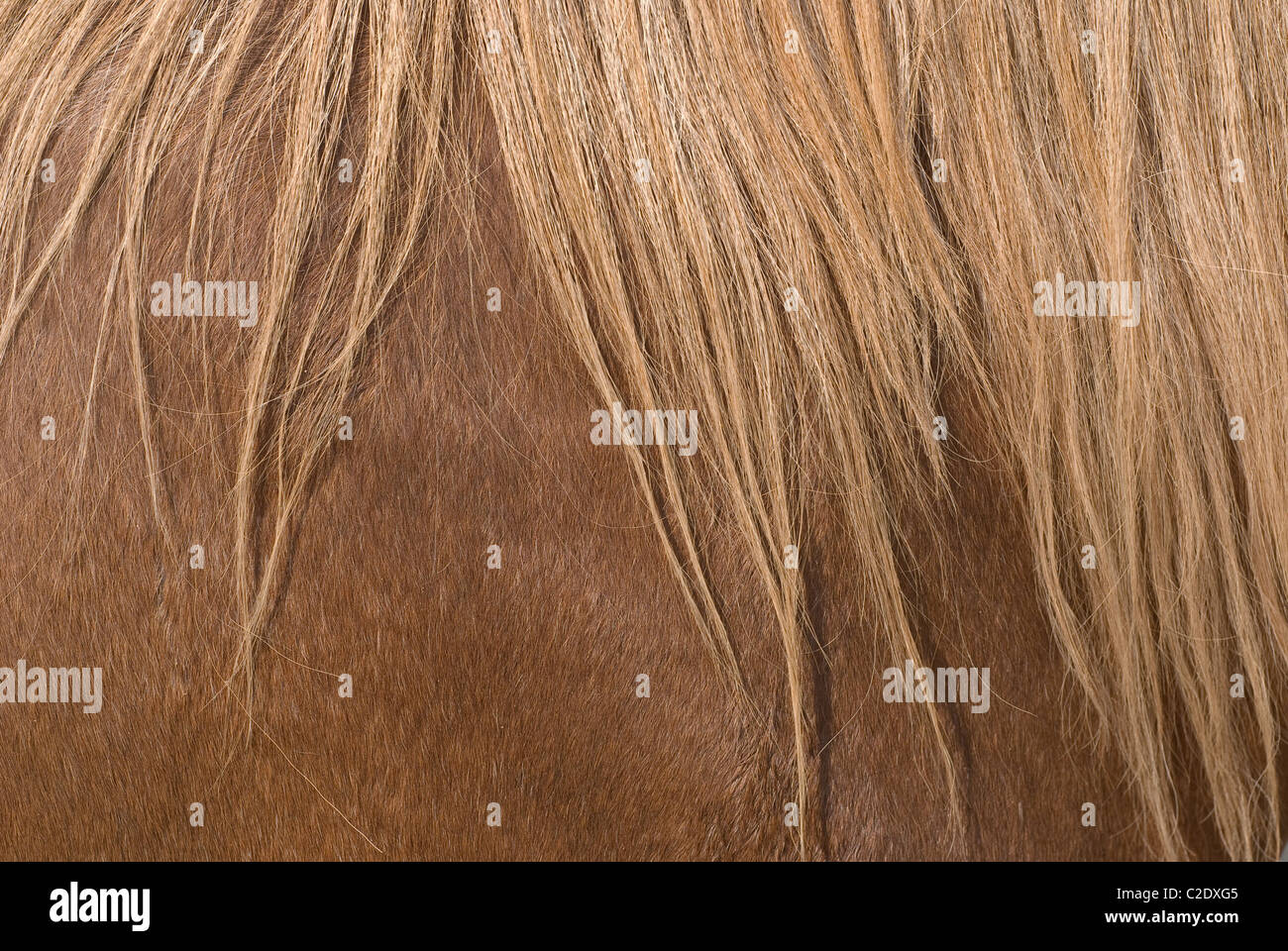 The Mane of a Horse as Design Element Stock Photo - Alamy