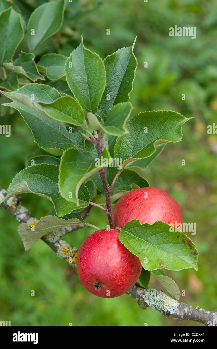 Red apples growing on an apple tree Stock Photo - Alamy