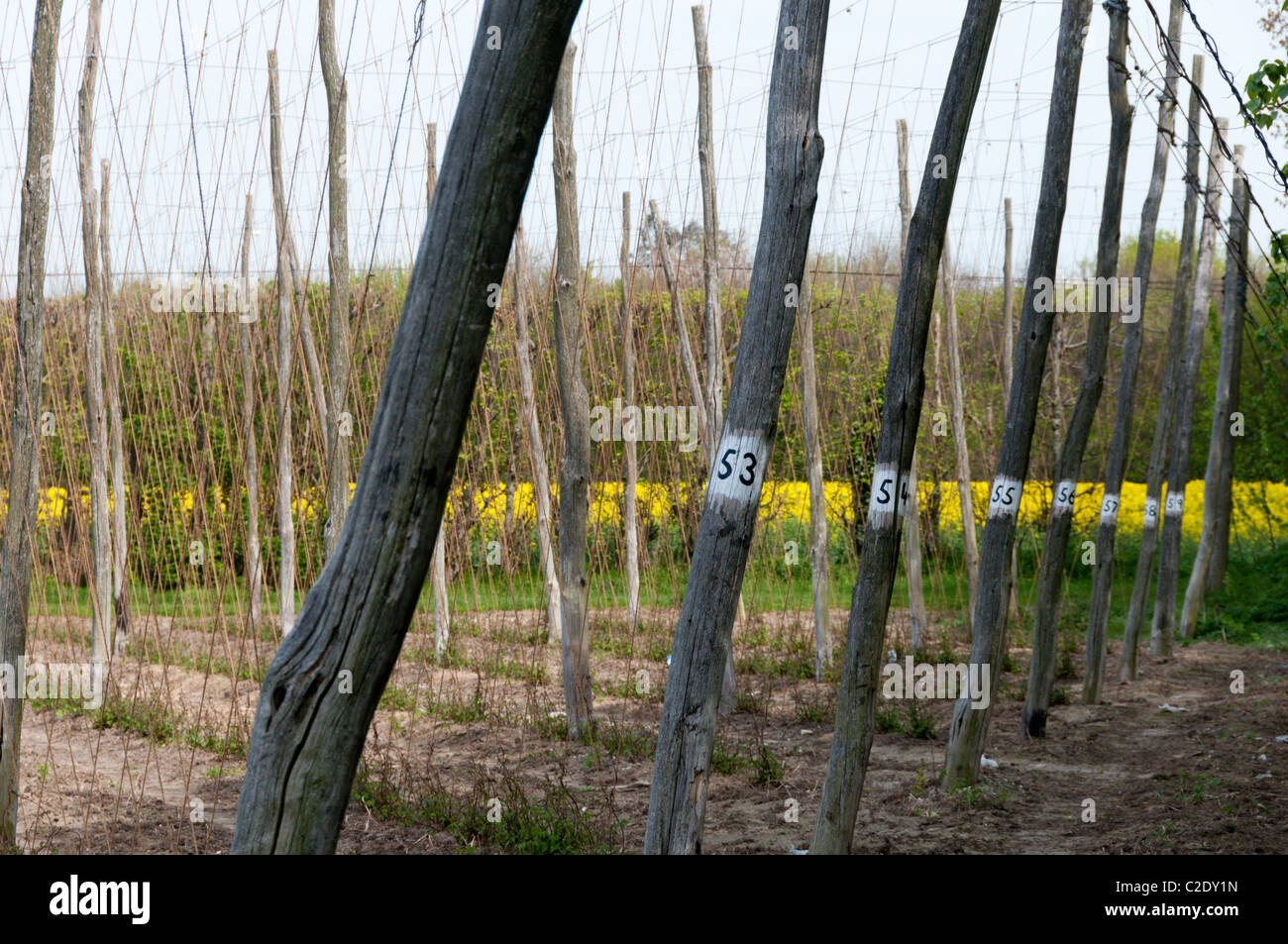 Hop poles with wires to support the hop bines in a hop field in the ...