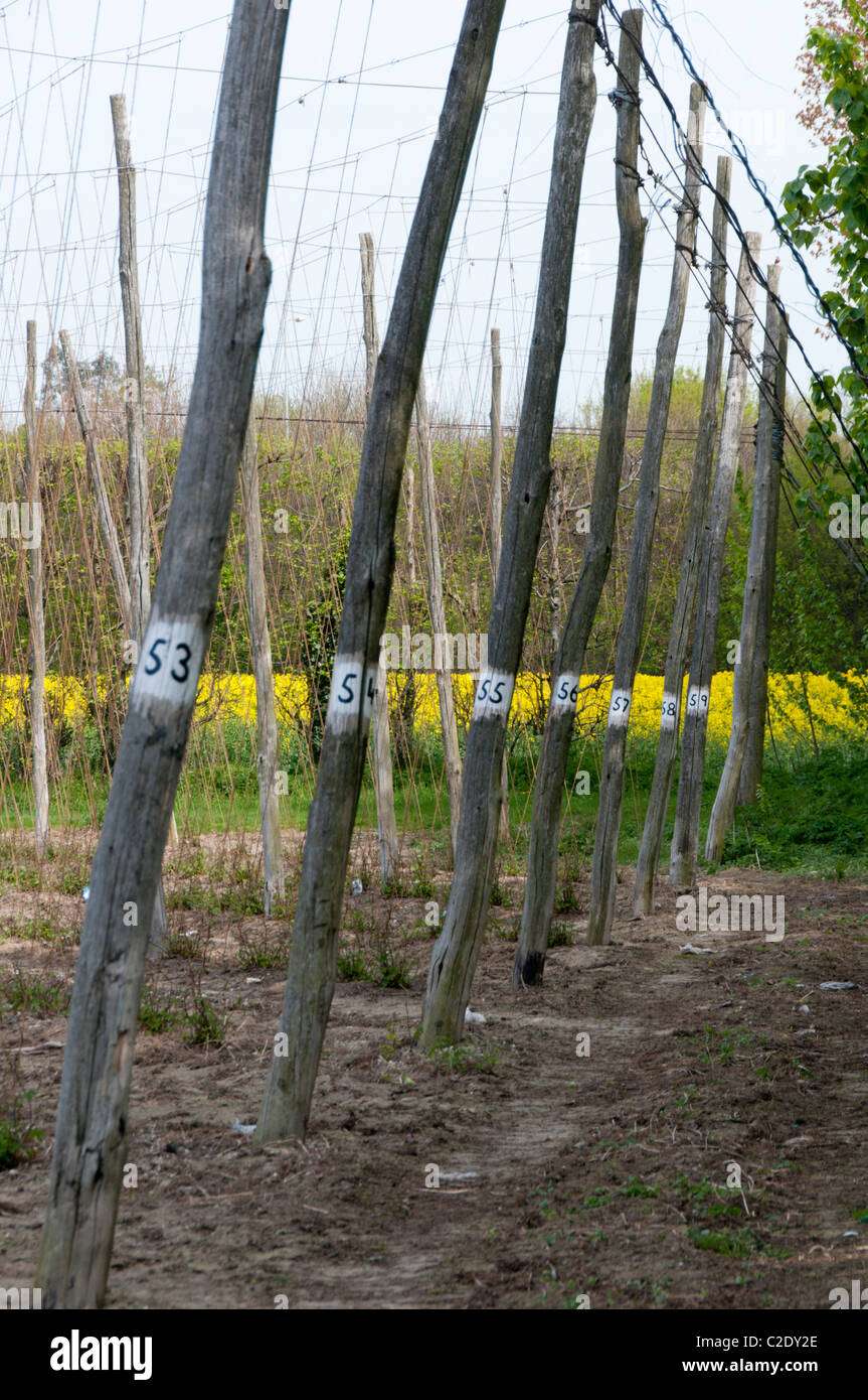 Hop poles hi-res stock photography and images - Alamy