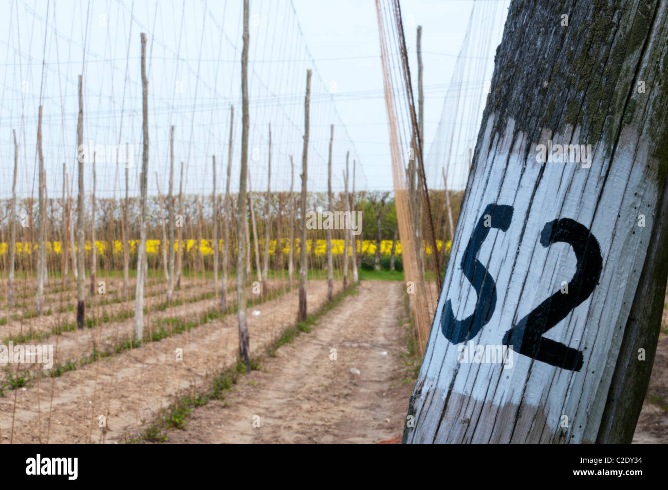 Hop poles hi-res stock photography and images - Alamy