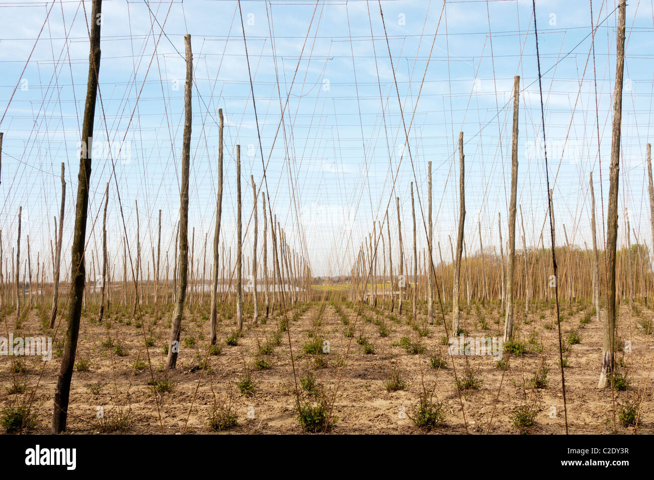 Young hop bines planted at the bottom of poles in a hop field in the ...