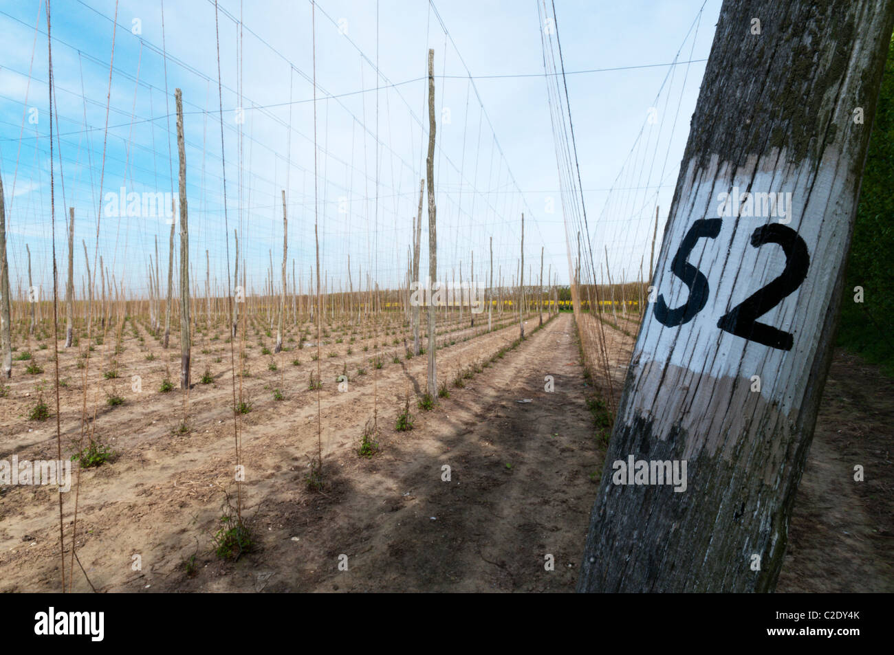 Hop poles hi-res stock photography and images - Alamy