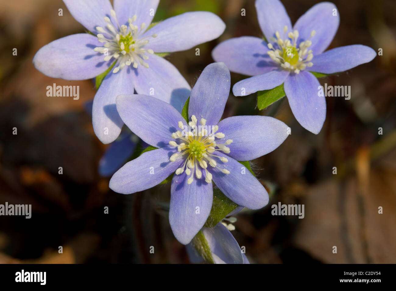 Hepatica hi-res stock photography and images - Alamy