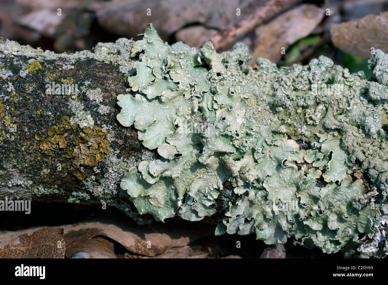 Greenshield Log Lichen or Foliose or Leafy Lichen on dead tree branch ...