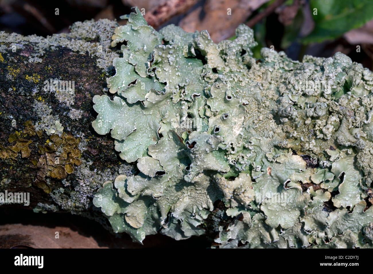 Fluorescent Green Lichen