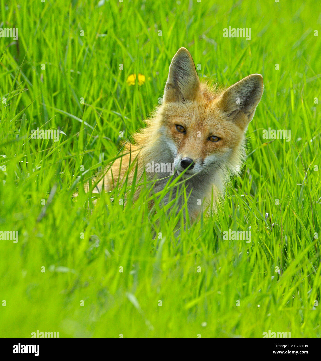 Red Fox sitting up in the tall grass on a hillside Stock Photo - Alamy