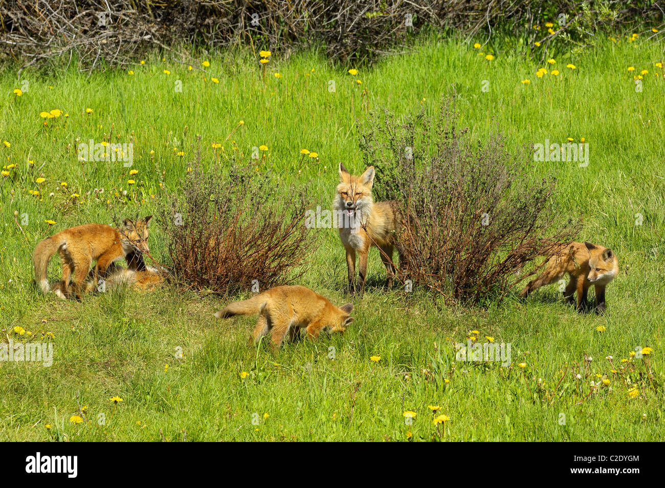 Red fox family hi-res stock photography and images - Alamy