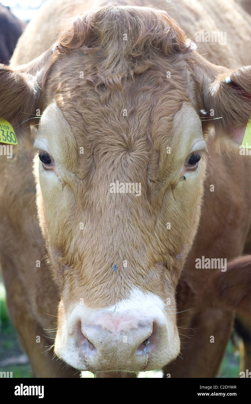 Cattle species hi-res stock photography and images - Alamy