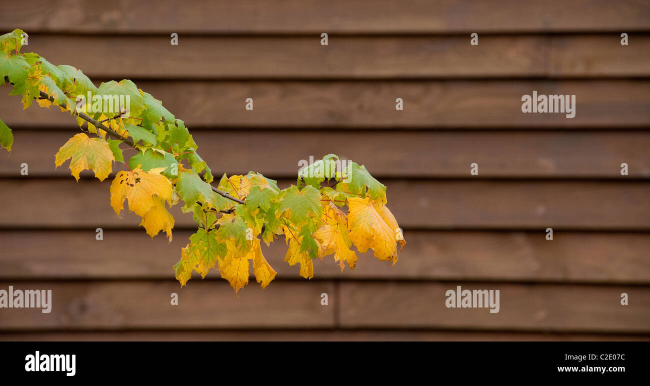 Yellowing tree hi-res stock photography and images - Alamy
