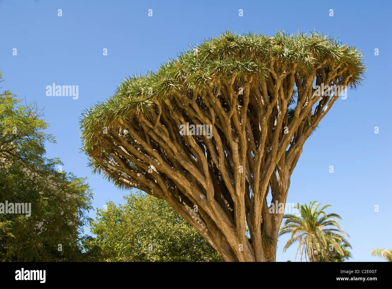 Drago tree hi-res stock photography and images - Alamy