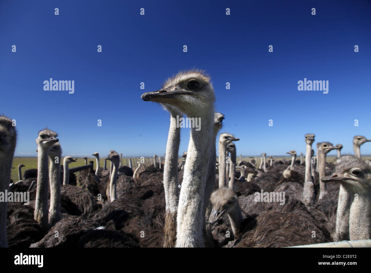 South africa ostrich farm hi-res stock photography and images - Alamy