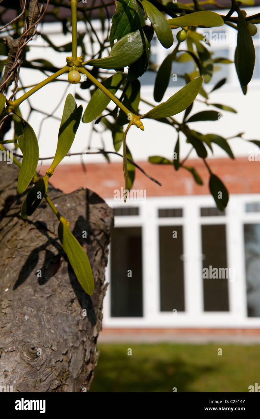 Mistletoe growing on a tree in a front garden in England Stock Photo ...