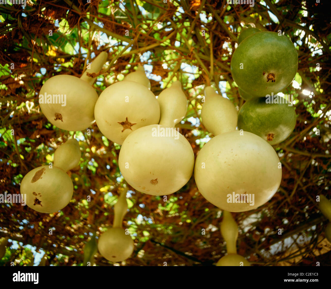 Hollowed out gourds hi-res stock photography and images - Alamy