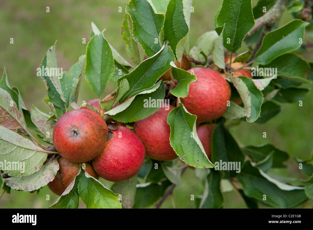 Red apples growing on an apple tree Stock Photo - Alamy