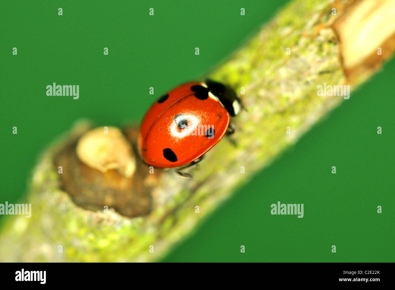 Ladybird insect on a tree branch Stock Photo - Alamy