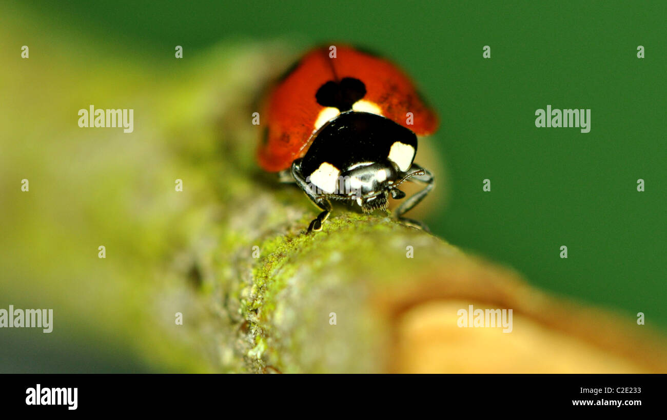 Ladybird insect on a tree branch Stock Photo - Alamy