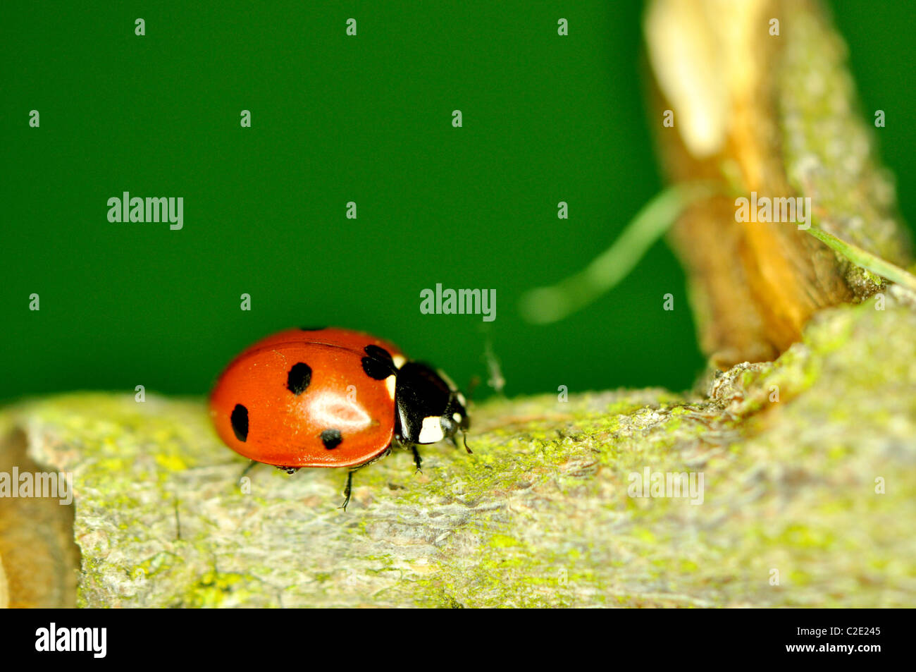 Ladybird insect on a tree branch Stock Photo - Alamy