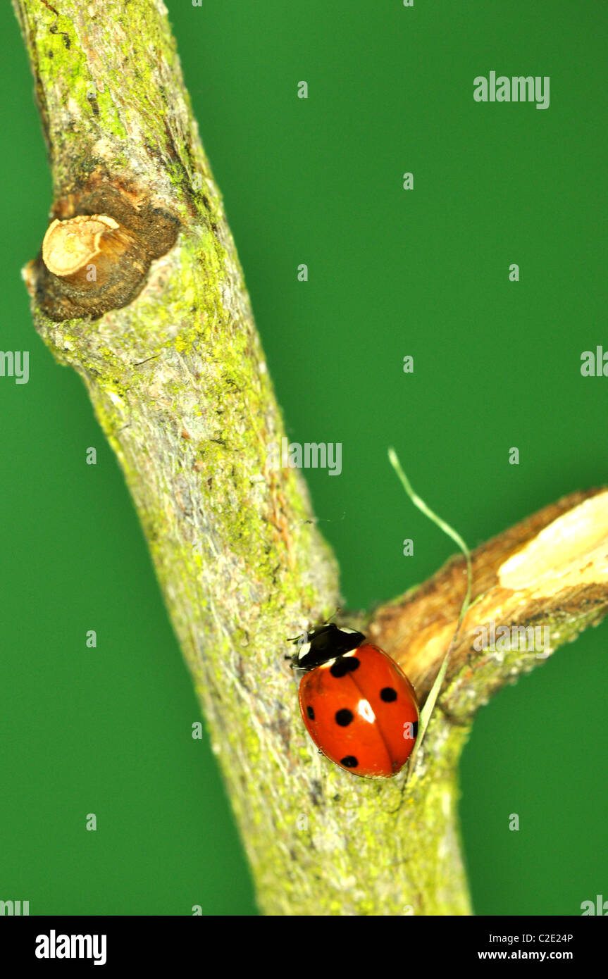 Ladybird insect on a tree branch Stock Photo - Alamy