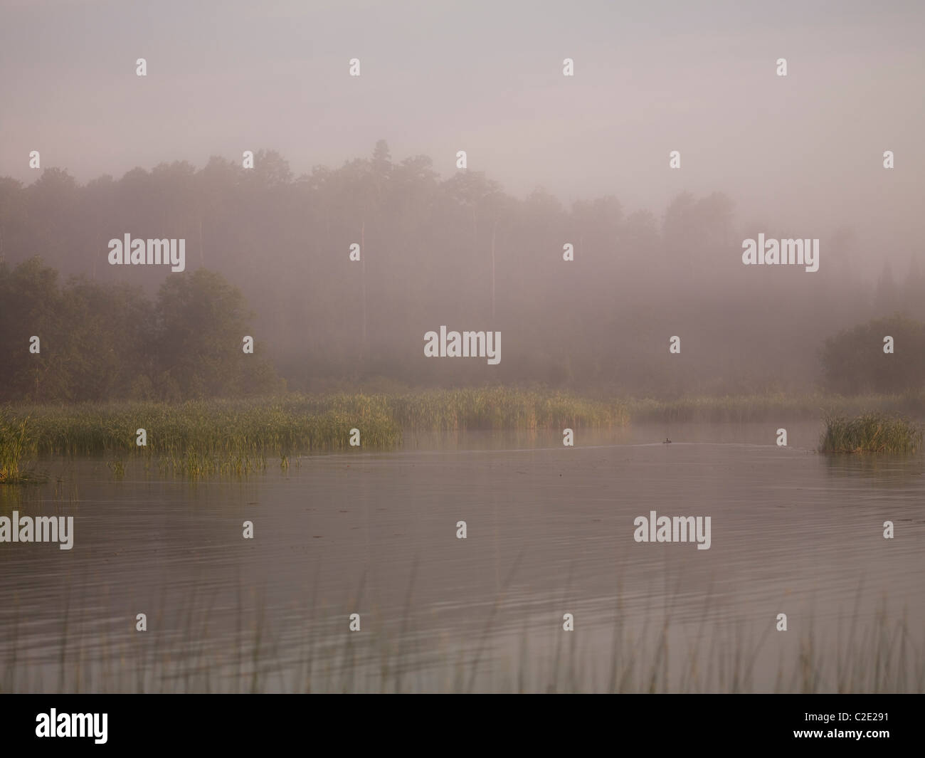 Reeds lake woods ontario canada hi-res stock photography and images - Alamy