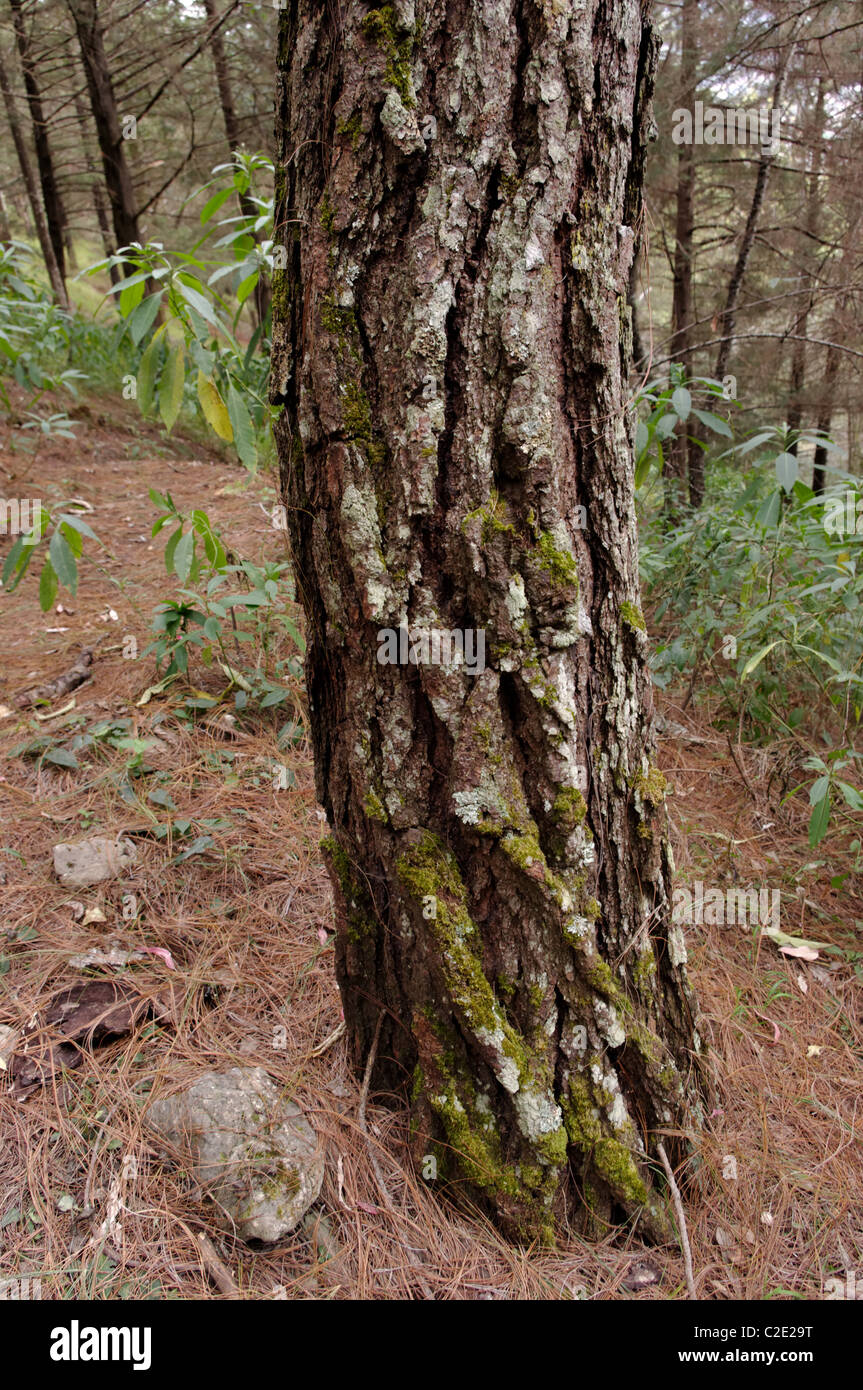 Ocote tree hi-res stock photography and images - Alamy
