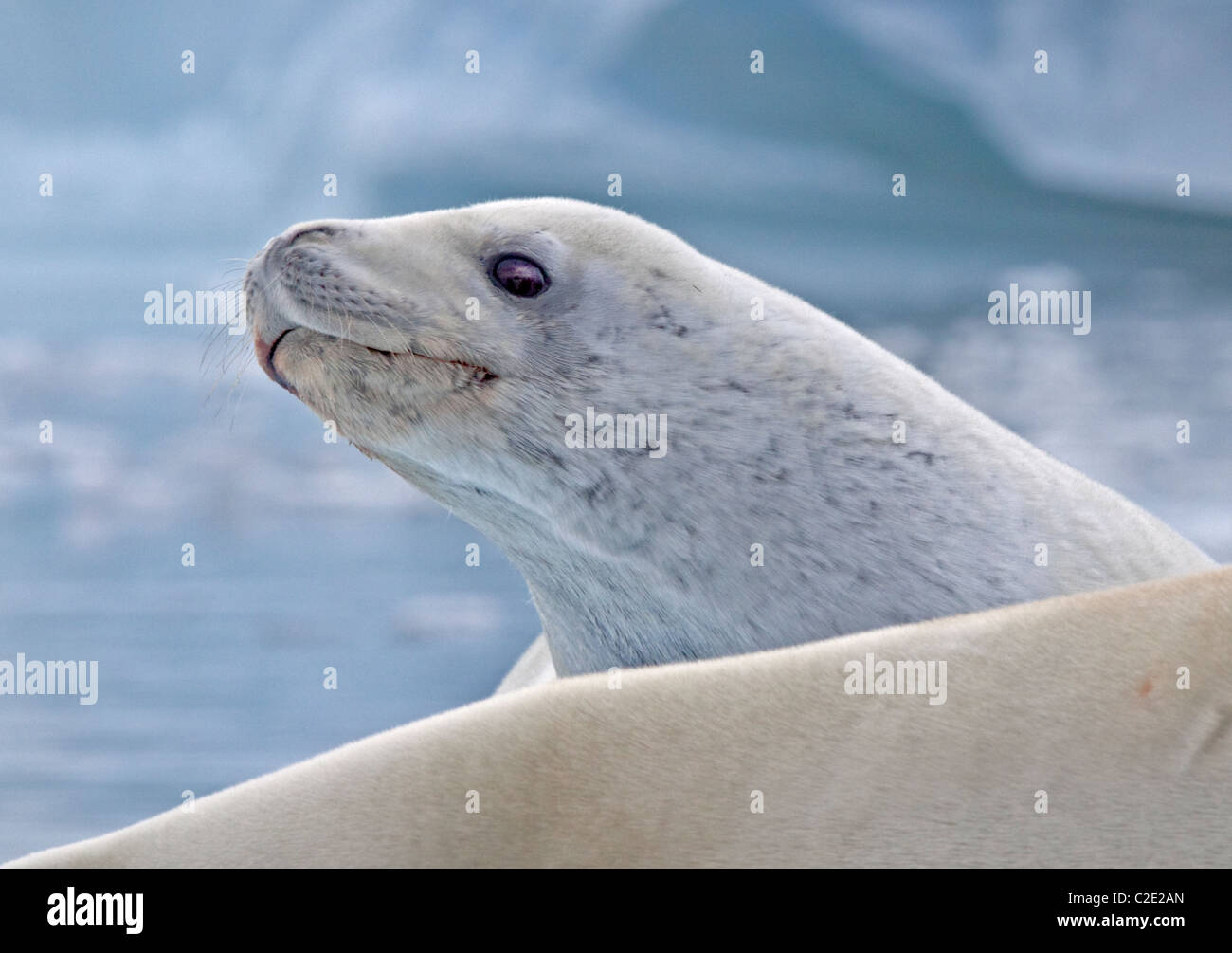 Crabeater Seal ( lobodon carcinophagus) on an iceberg, Lemaire Channel ...