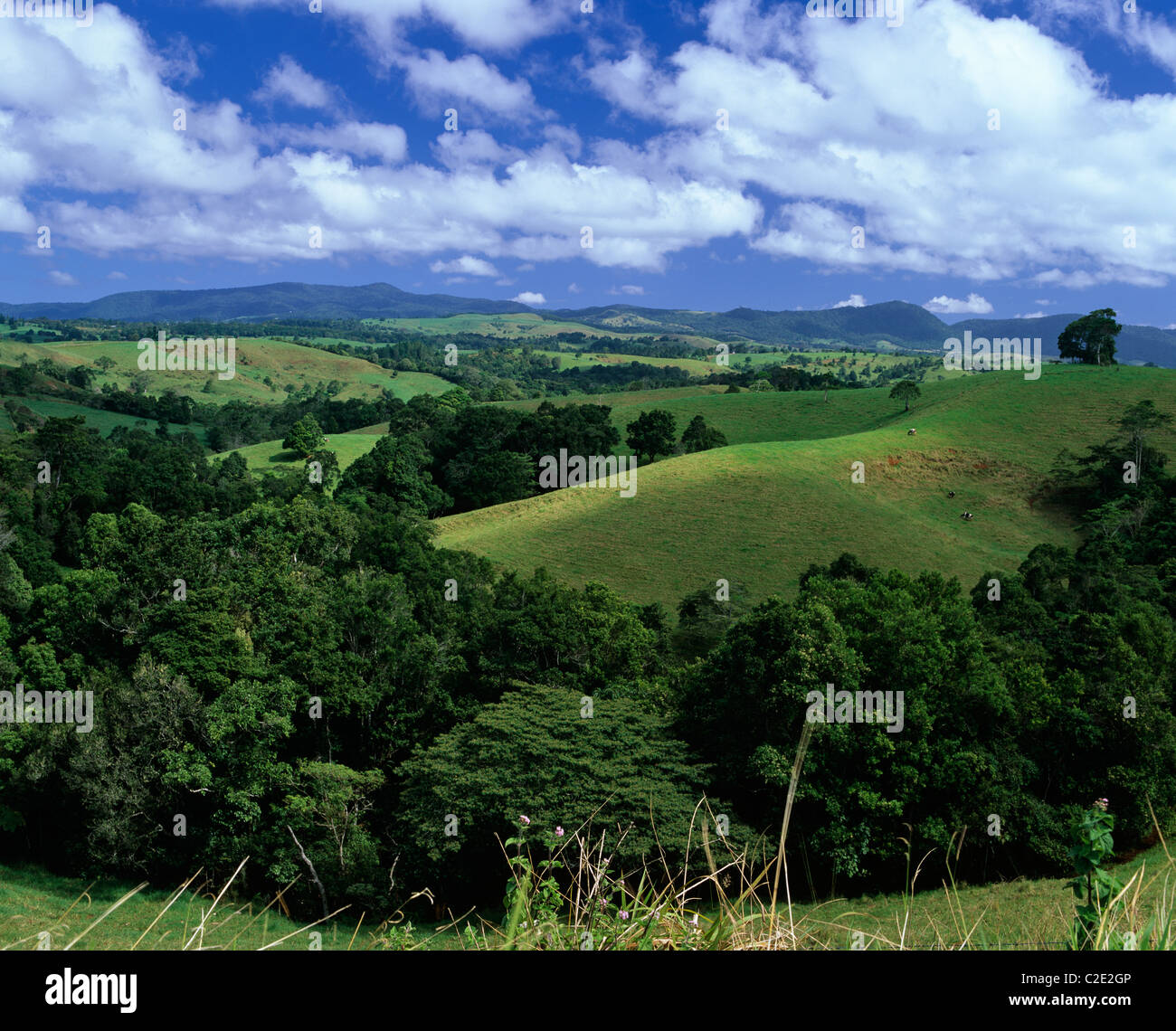 Tableland animals hi-res stock photography and images - Alamy