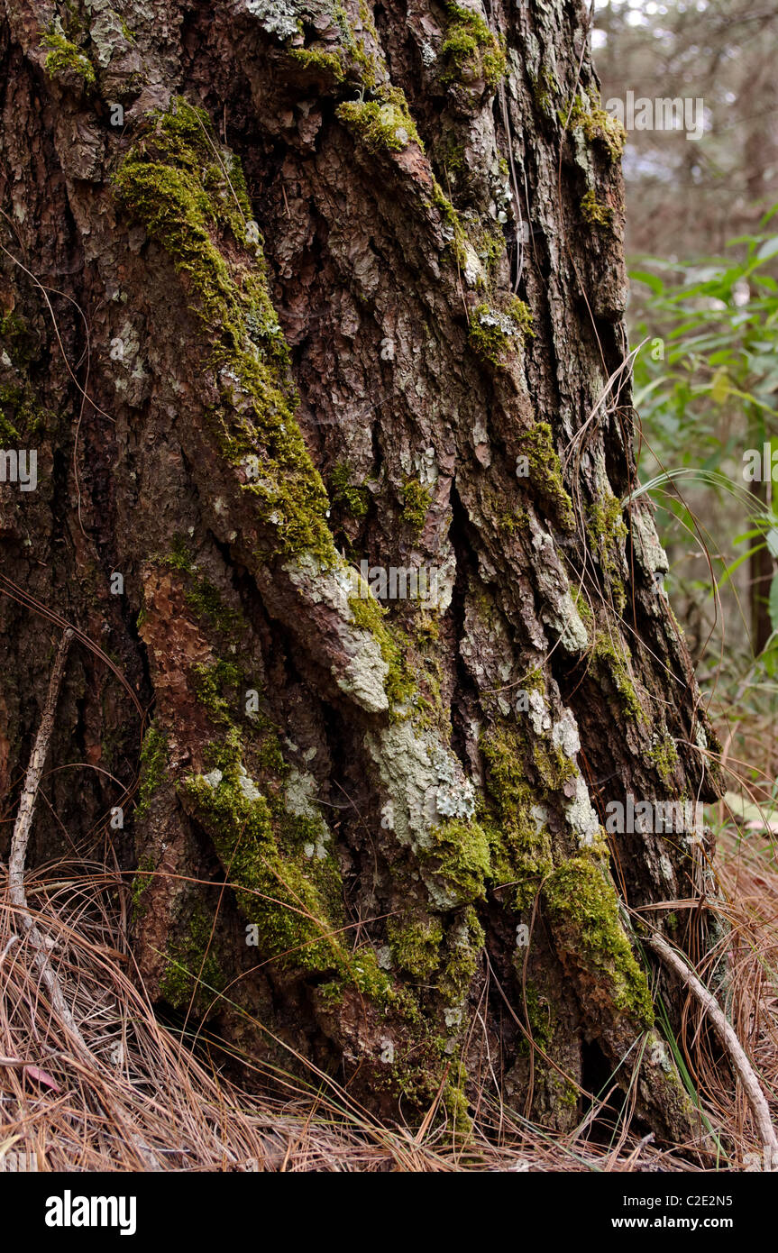 Ocote tree (Pinus montezumae) trunk in San Cristobal de las Casas ...