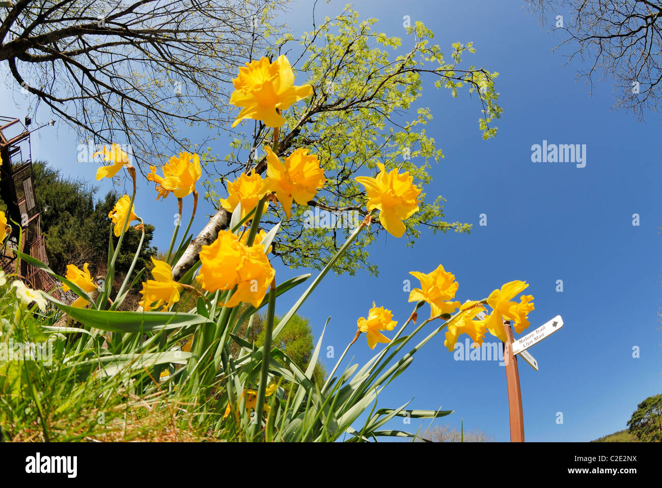 Deep yellow daffodils hi-res stock photography and images - Alamy