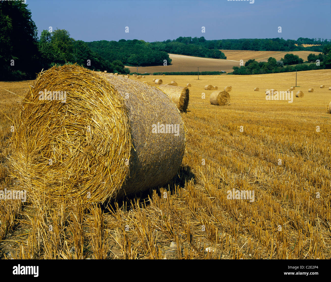 Field Of Straw Kent England Stock Photo - Alamy