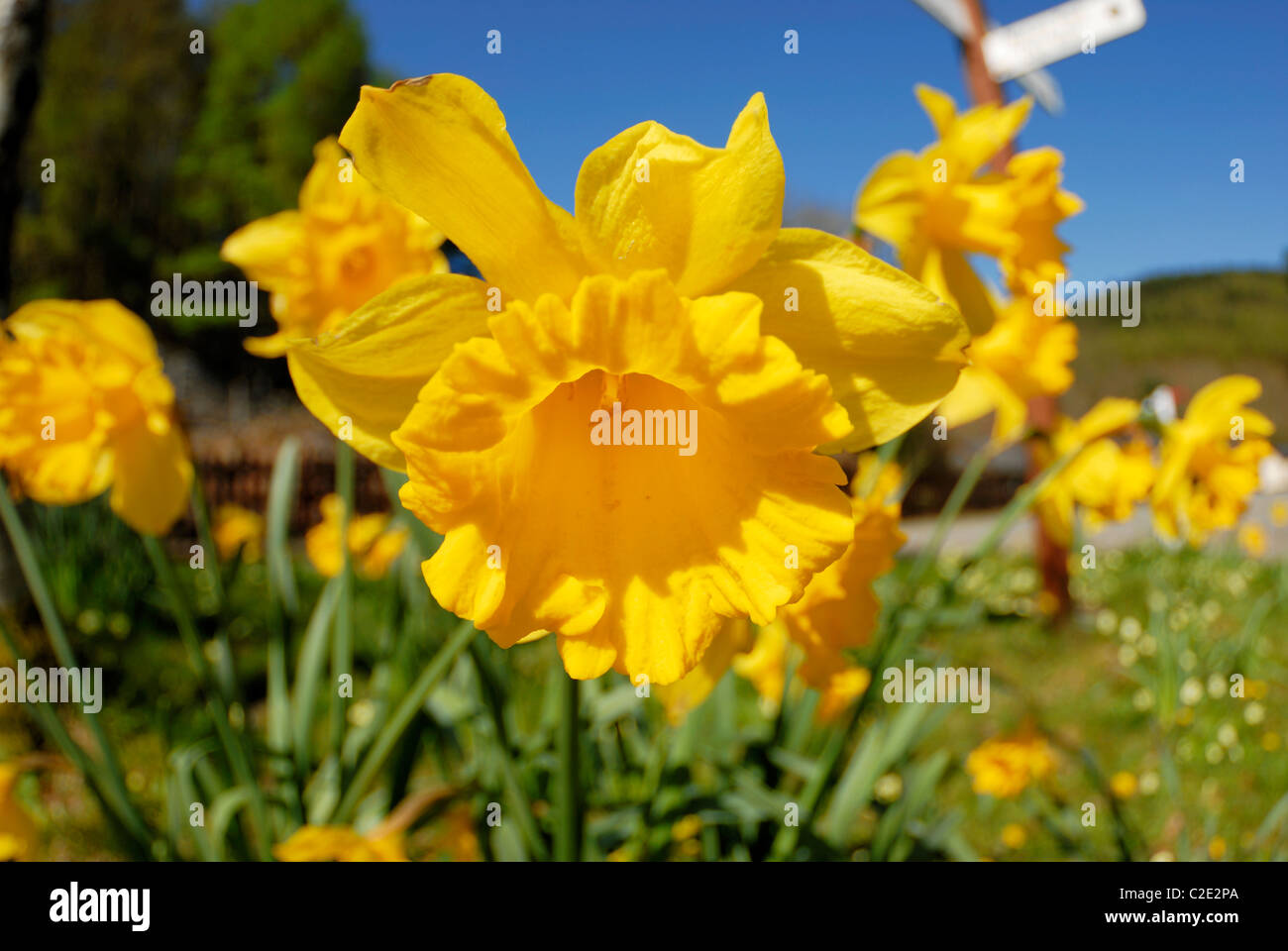 Daffodils taken from a low viewpoint against a deep blue sky Stock ...