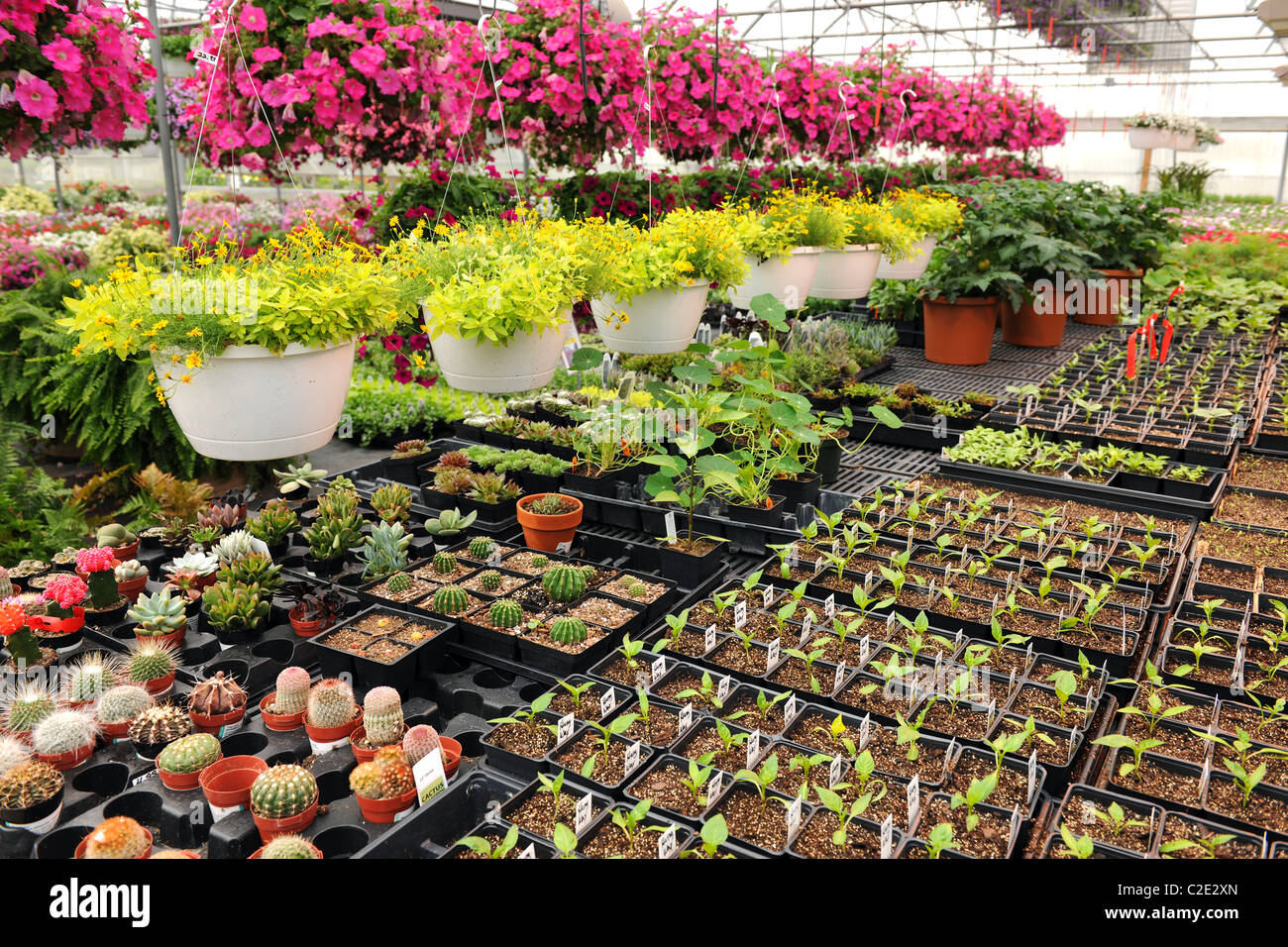 Various flowers and cactus plants inside nursery Stock Photo - Alamy