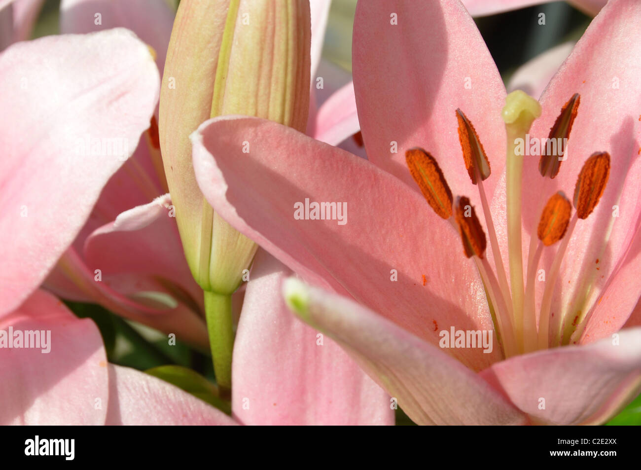 Pink stargazer lilies Stock Photo - Alamy