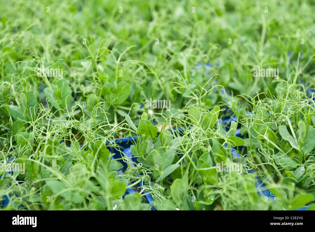 Affilla hi-res stock photography and images - Alamy