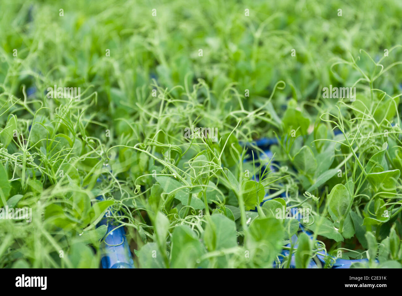 Affilla Cress growing in a greenhouse Stock Photo - Alamy