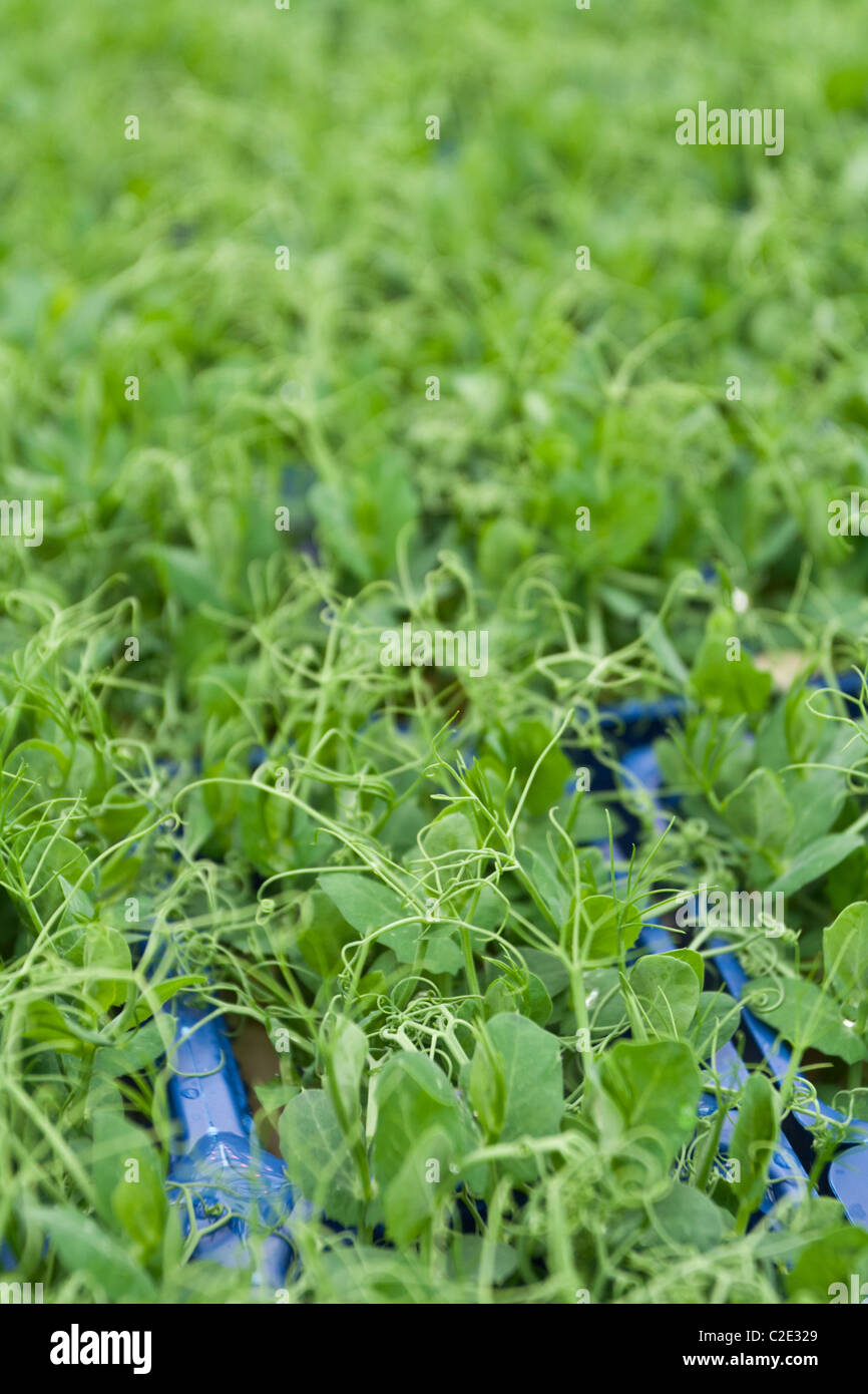 Affilla Cress growing in a greenhouse Stock Photo - Alamy