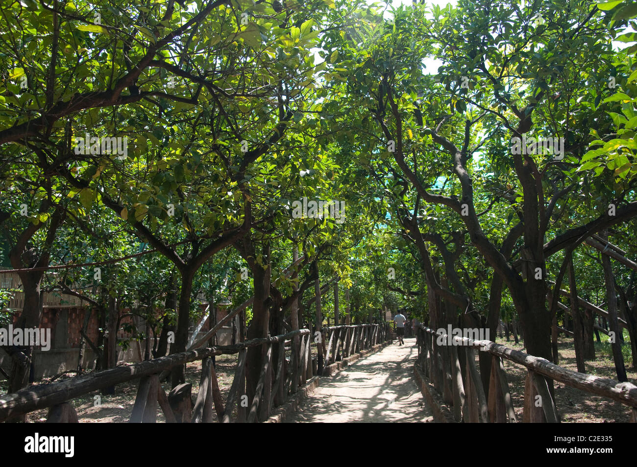 Lemon Grove in Sorrento in the Bay of Naples Italy Stock Photo - Alamy