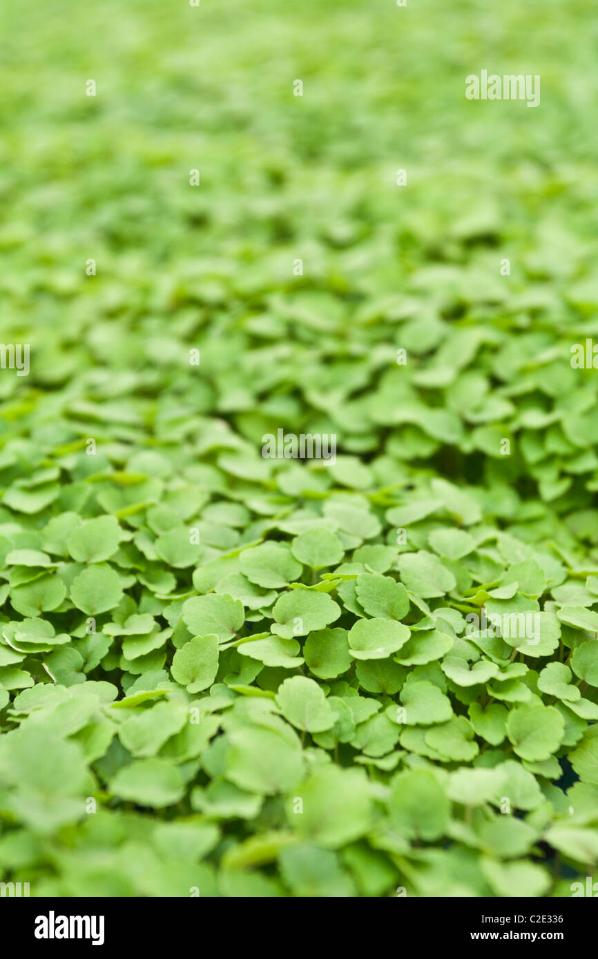 Atsina cress hi-res stock photography and images - Alamy