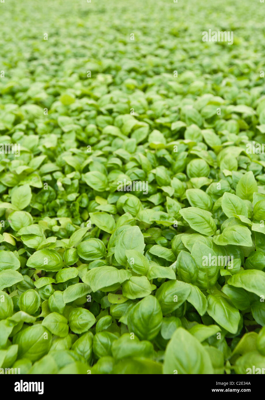 Basil Cress growing in a greenhouse Stock Photo - Alamy