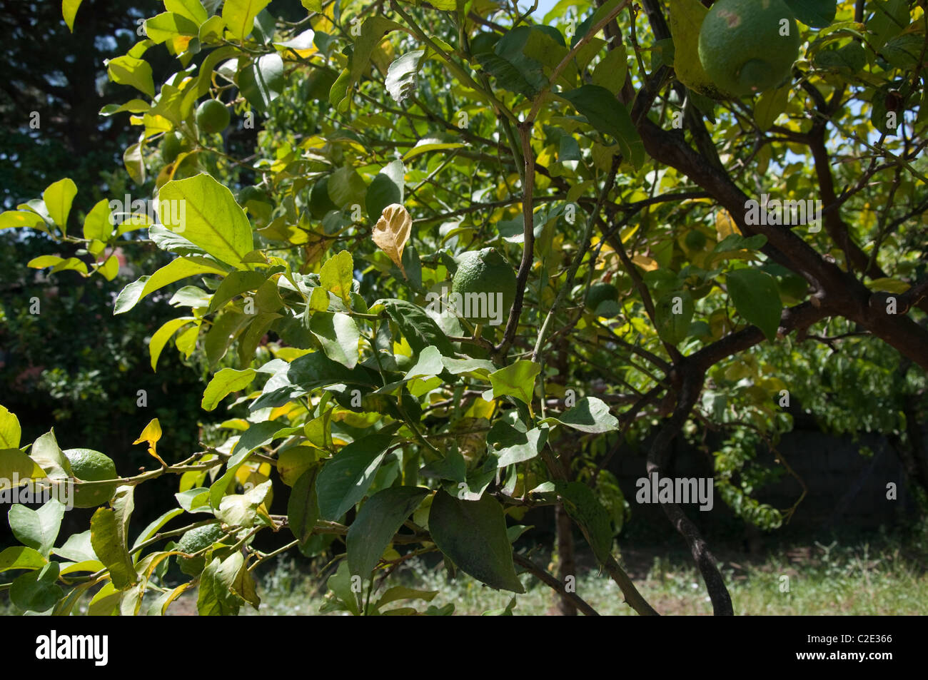 Lemon grove in sorrento in hi-res stock photography and images - Alamy
