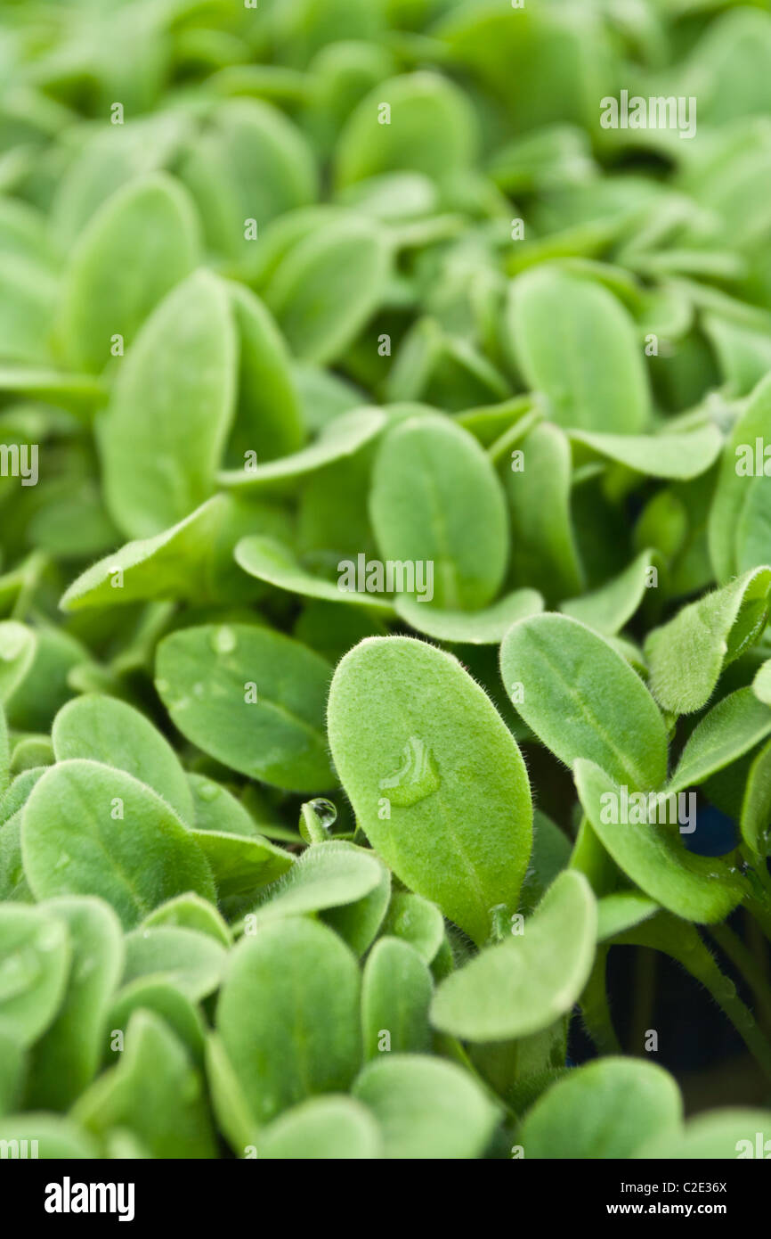 Micro herb borage cress hi-res stock photography and images - Alamy
