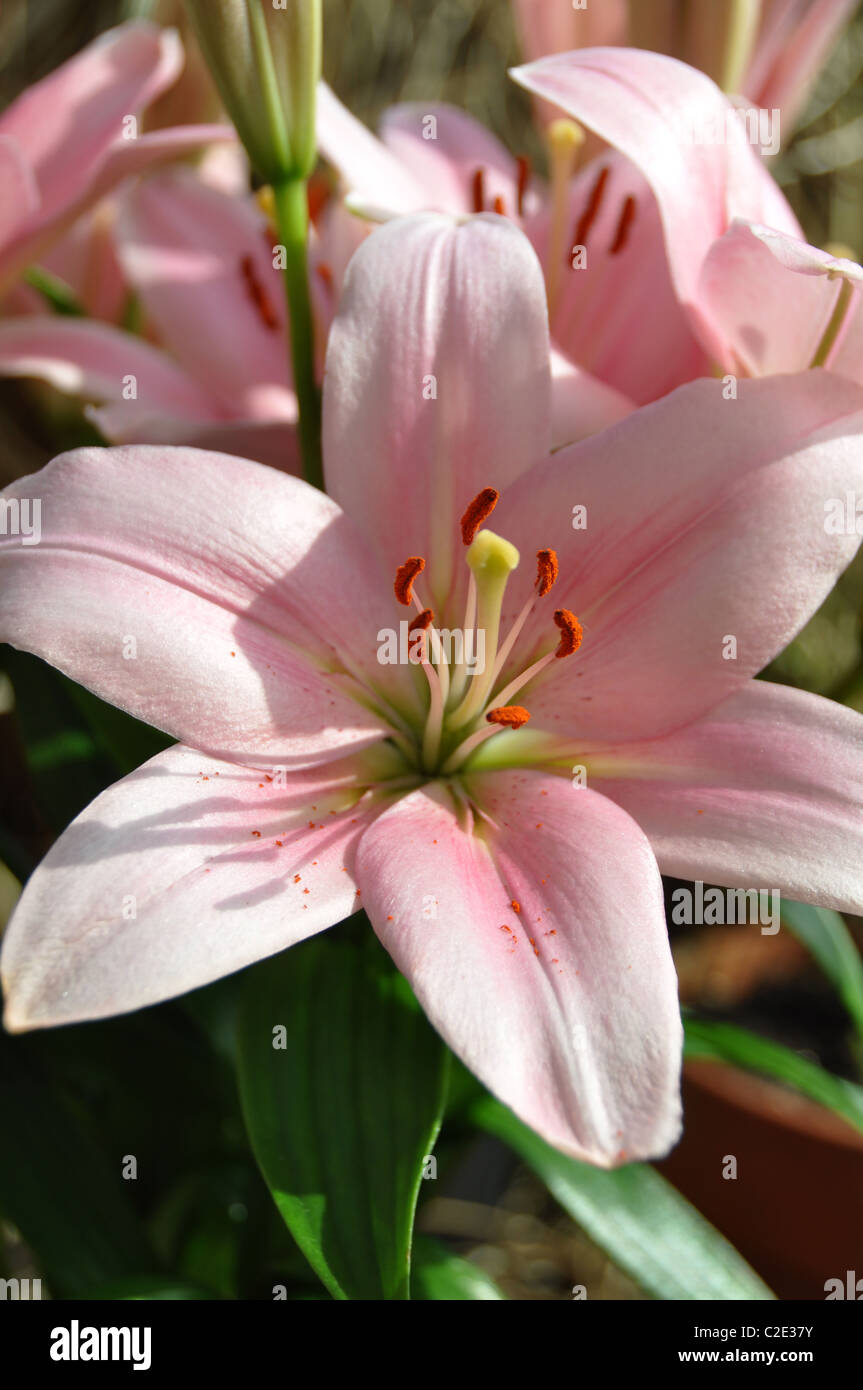 Stargazer lilies lilium flowers hi-res stock photography and images - Alamy