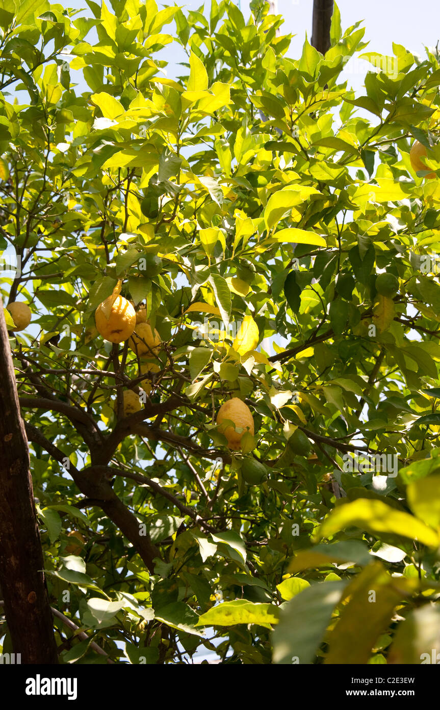 Lemon grove and amalfi hi-res stock photography and images - Alamy