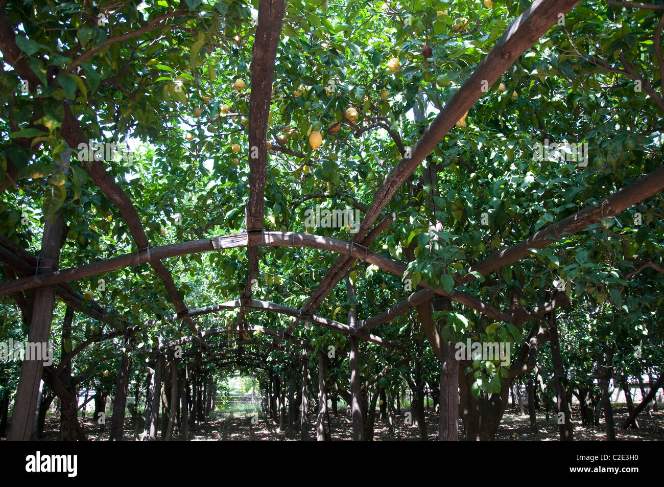 Sorrento and lemon grove hi-res stock photography and images - Alamy