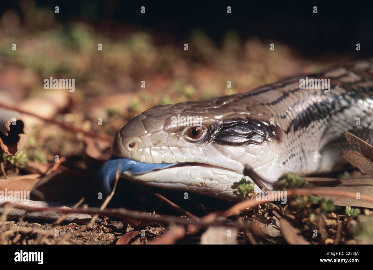 Blue Tongued Lizard Australia Stock Photo - Alamy