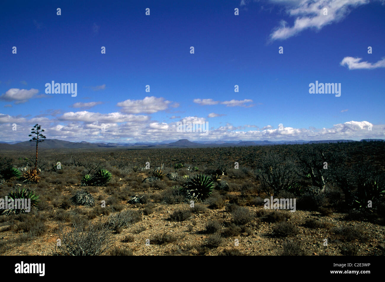 Central Desert Baja California Mexico Stock Photo - Alamy