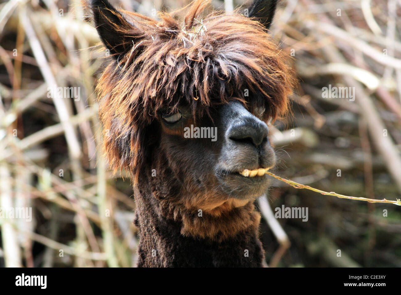 Alpaca Teeth High Resolution Stock Photography and Images - Alamy